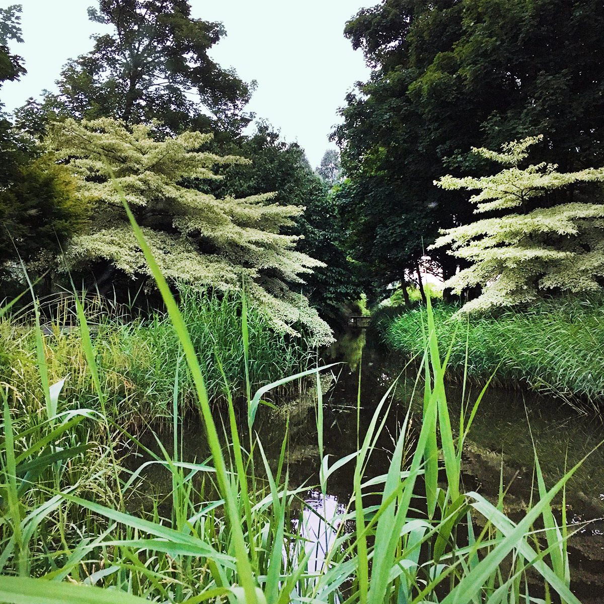 Leonie's week 27: dumpert, dokter, concert op het strand, voor het eerst mosselen, cocktails en ...